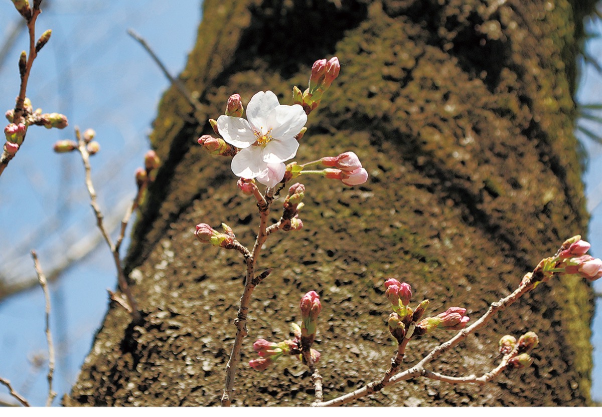 ソメイヨシノ 開花まもなく つぼみ赤らむ | 平塚・大磯・二宮・中井 | タウンニュース